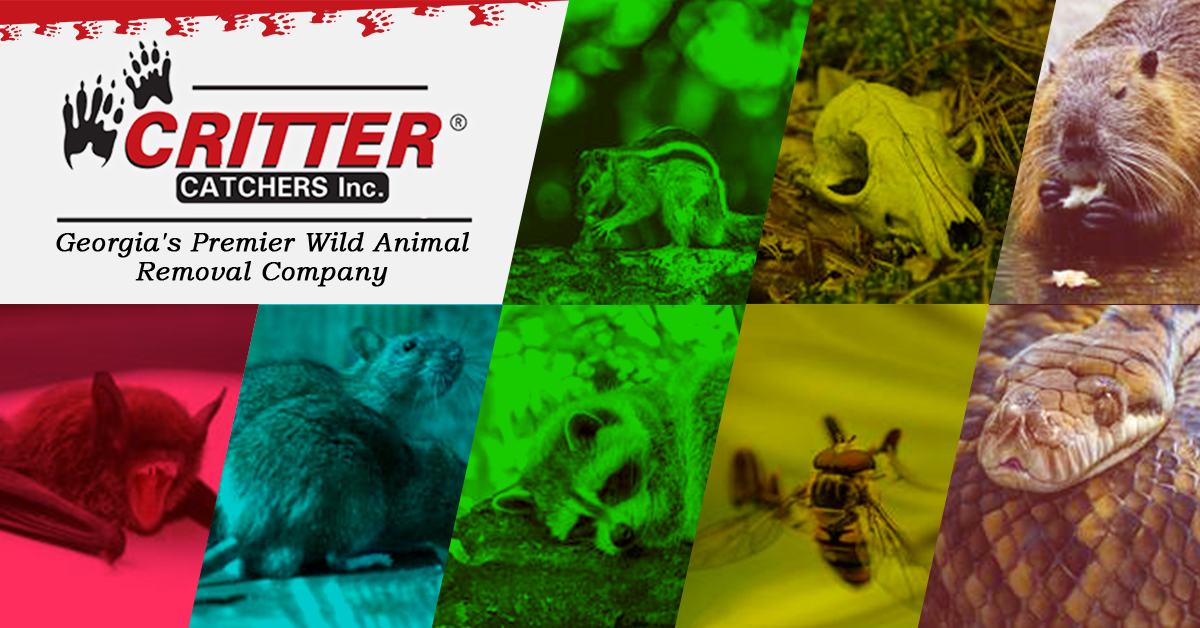 Critter Catchers Inc. Georgia's Premier Wild Animal Removal Company
